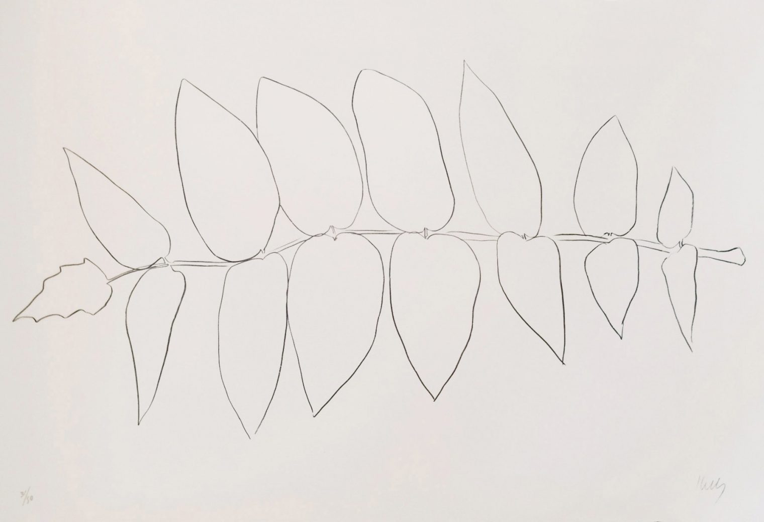 Ellsworth Kelly | Back to Nature - Sims Reed Gallery